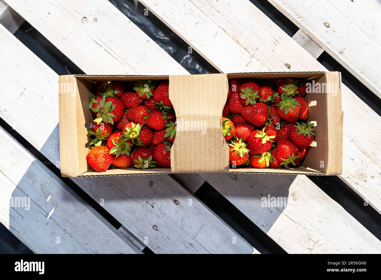 Fresh strawberries in a cardboard basket, lying on a white pallet Stock ...