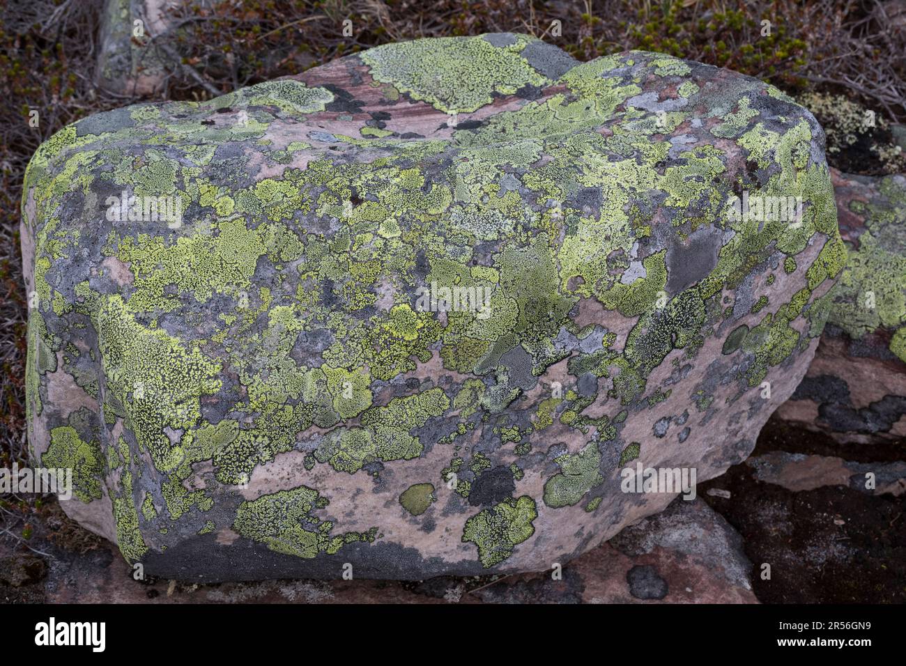 Landkartenflechte, Landkarten-Flechte, Krustenflechte auf Gestein ...
