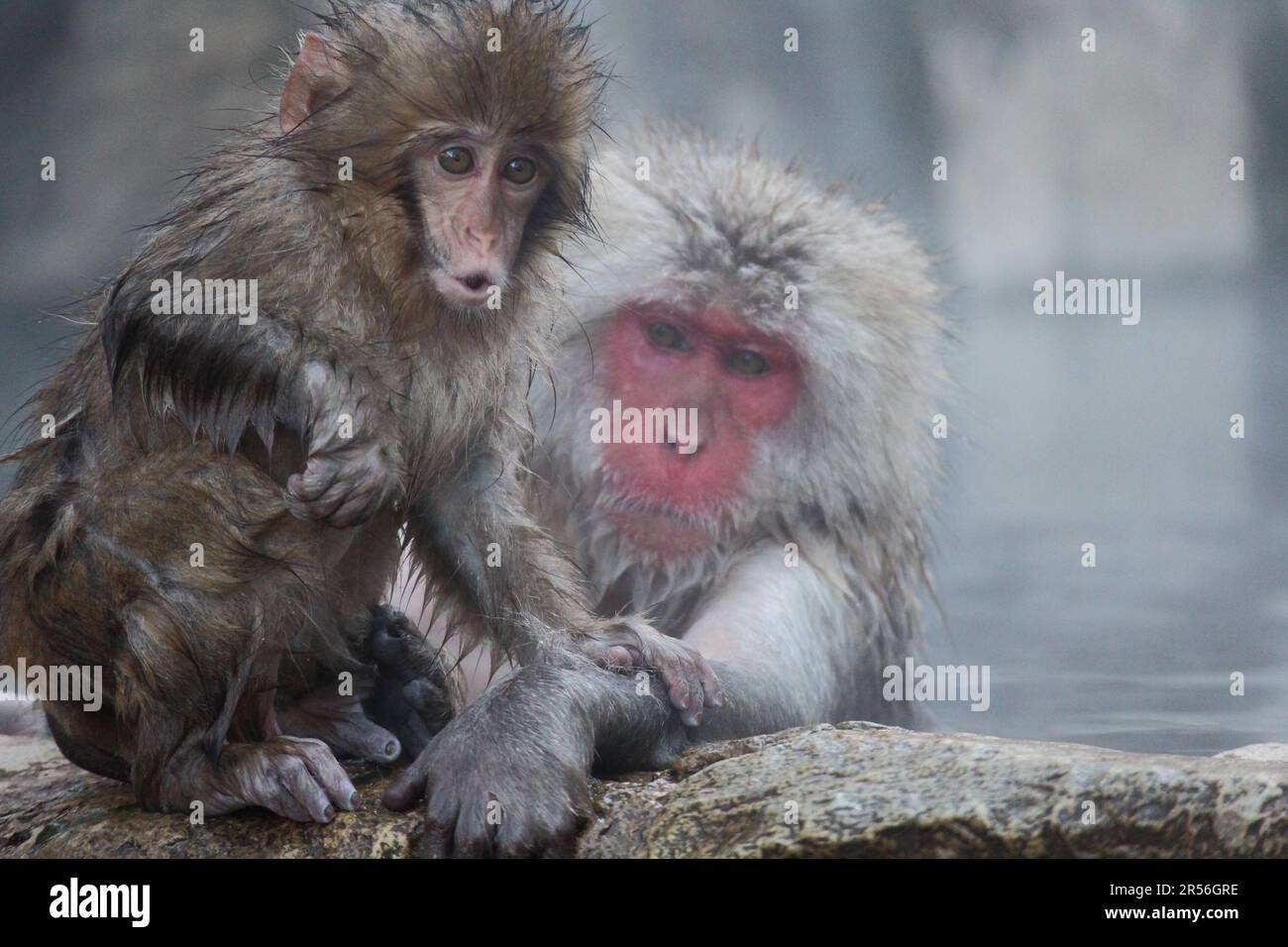 Snow monkey mother and child taking the hot spring, in Nagano, Japan ...
