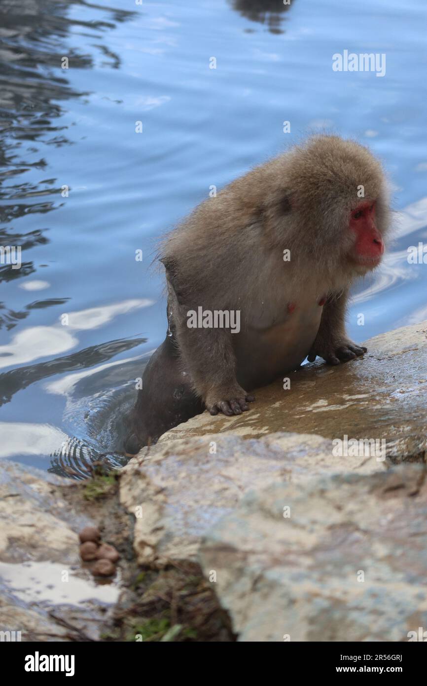Snow monkey taking the hot spring, in Nagano, Japan Stock Photo - Alamy