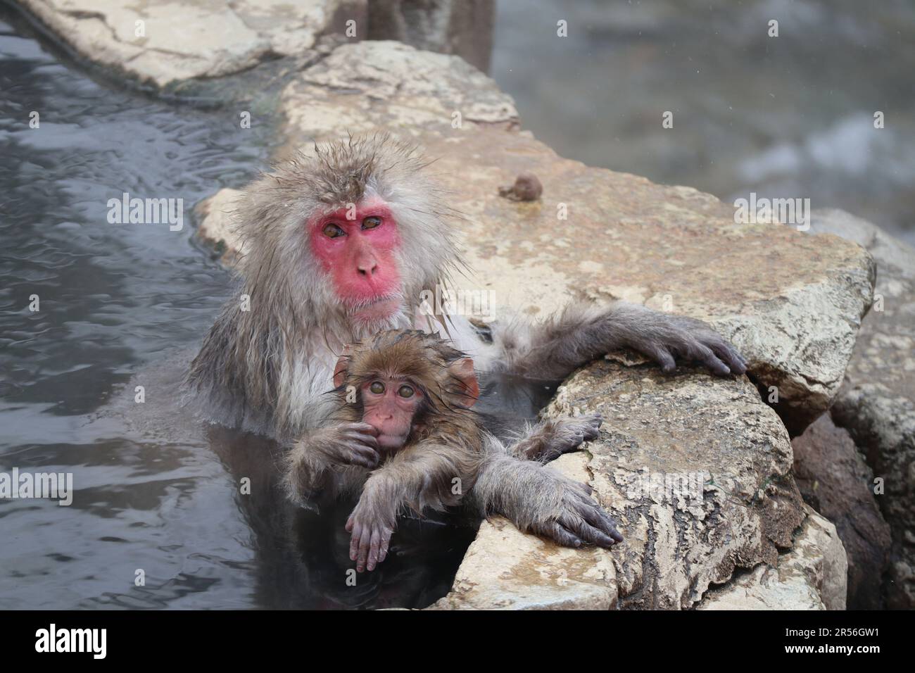 Snow monkey mother and child taking the hot spring, in Nagano, Japan ...