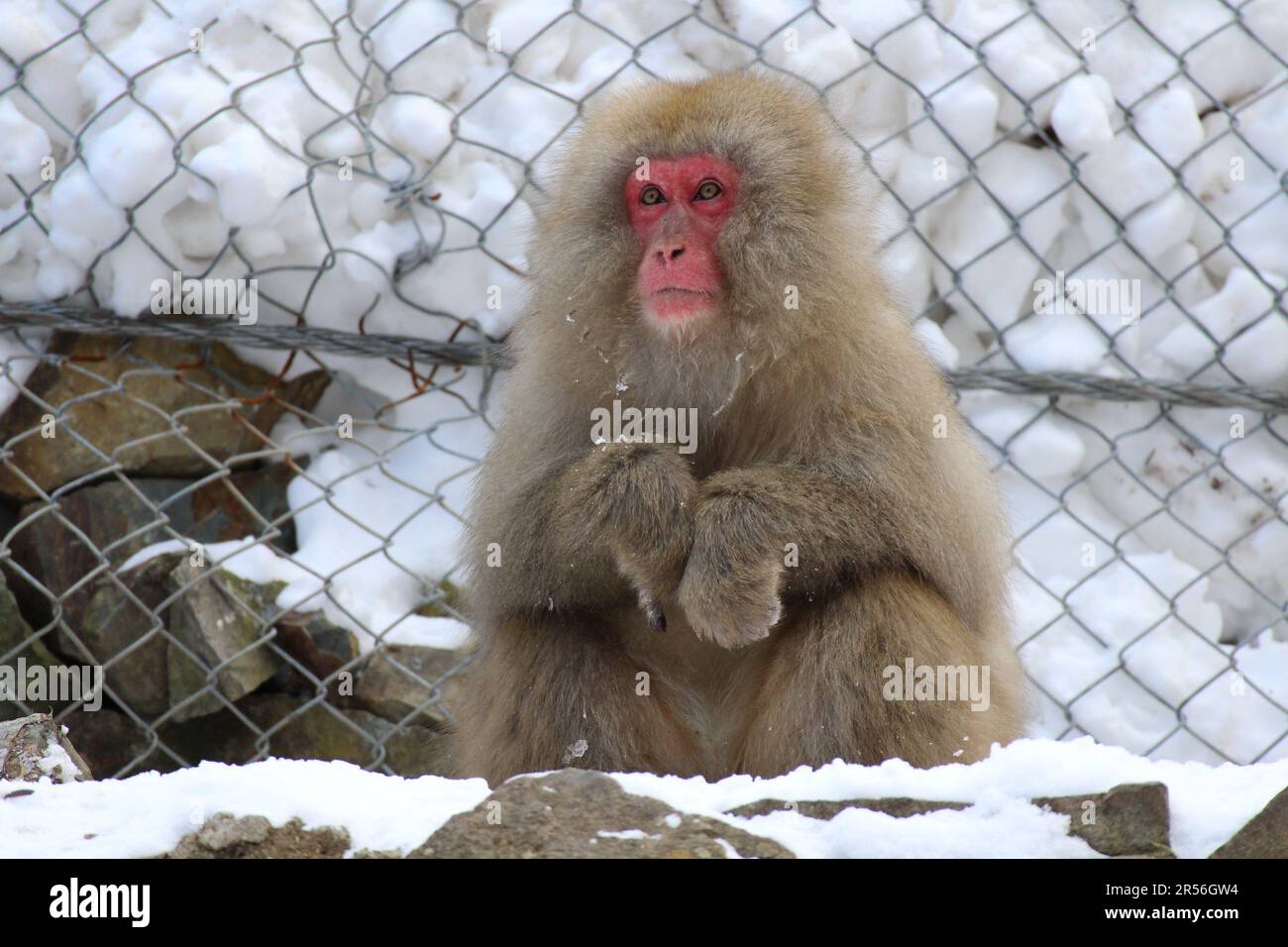 Snow monkey by the hot spring in Nagano, Japan Stock Photo - Alamy