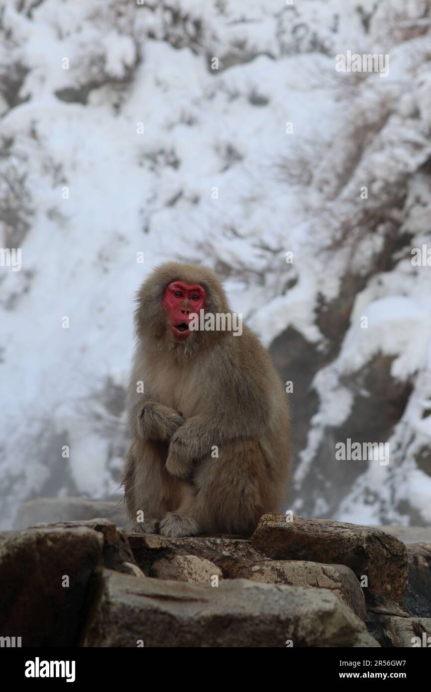 Snow monkey by the hot spring in Nagano, Japan Stock Photo - Alamy