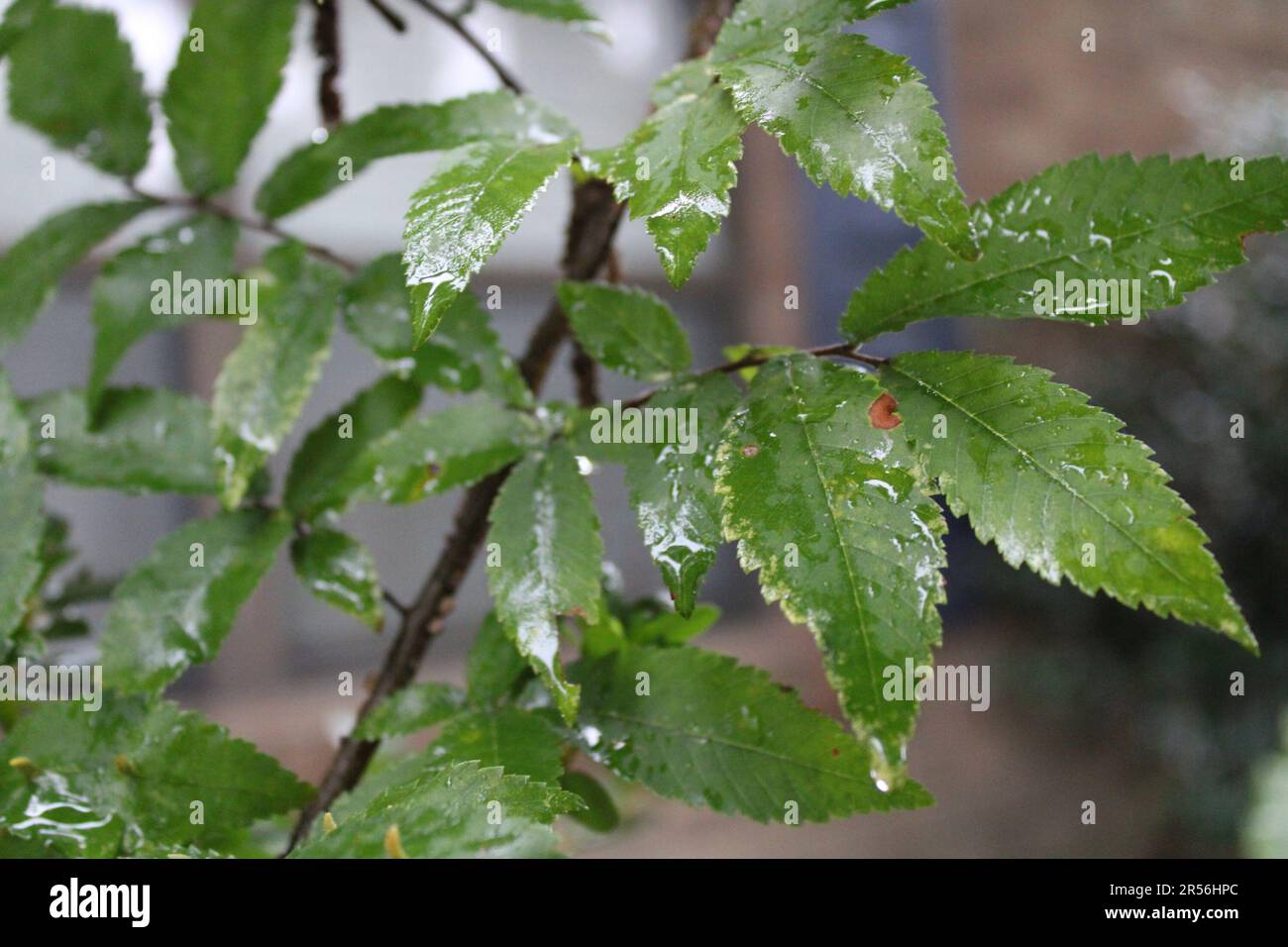 nature photo with animals and waterfall Stock Photo - Alamy