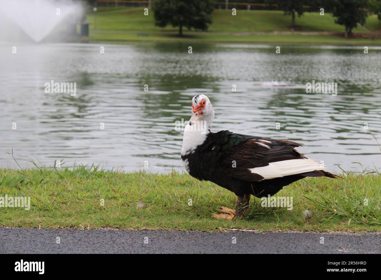 nature photo with animals and waterfall Stock Photo - Alamy