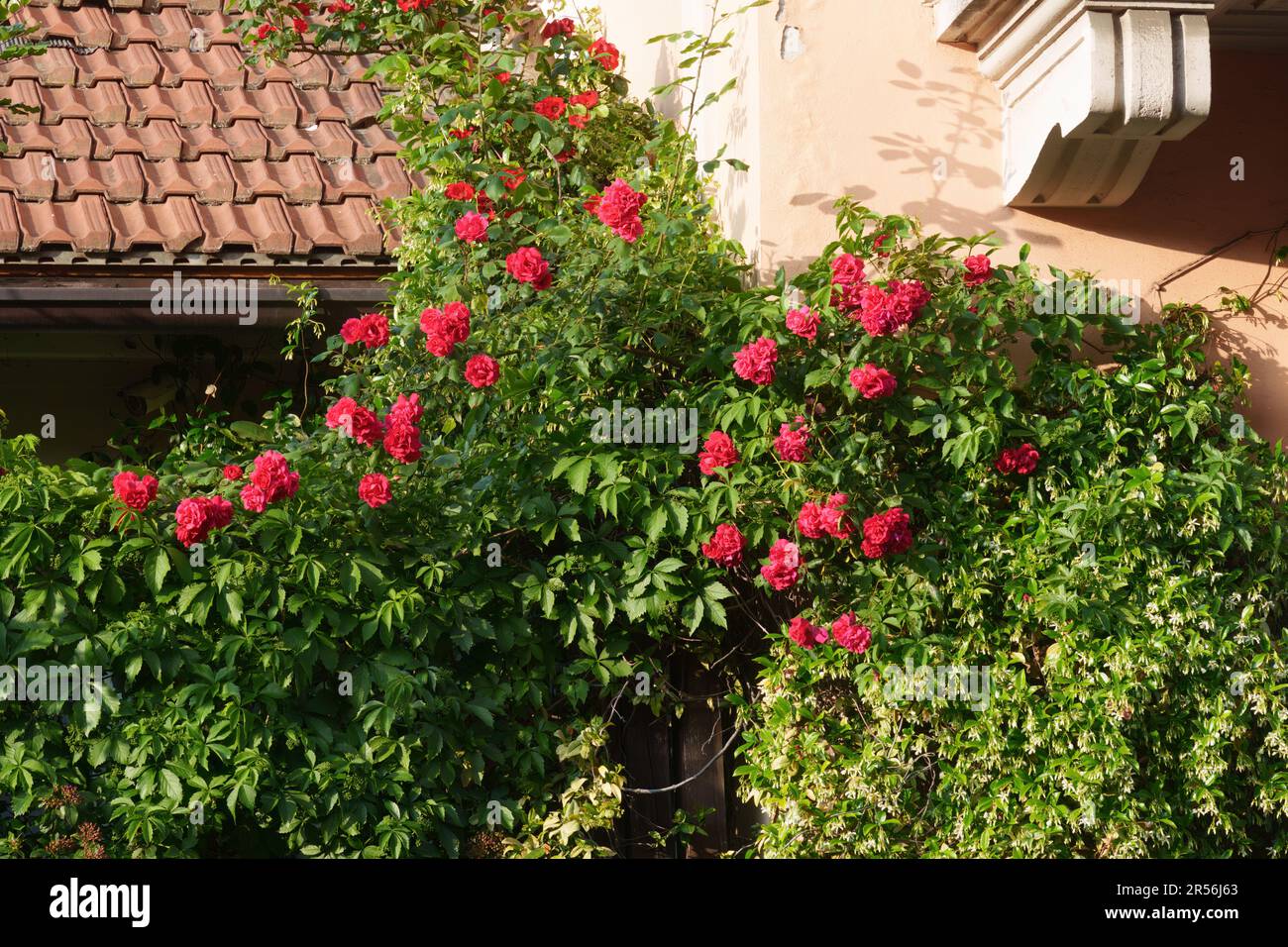 Plants and roses on balconies along via Piero della Francesca at Milan ...