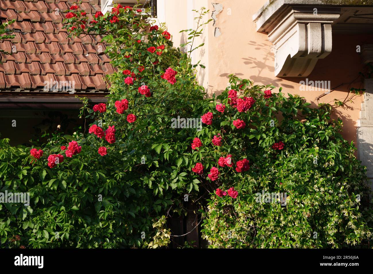 Plants and roses on balconies along via Piero della Francesca at Milan ...