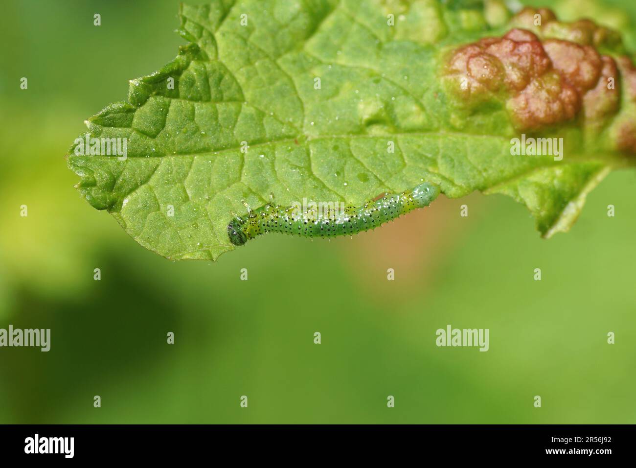 Larva of a sawfly Nematus feeding on a leaf of red currant (Ribes ...