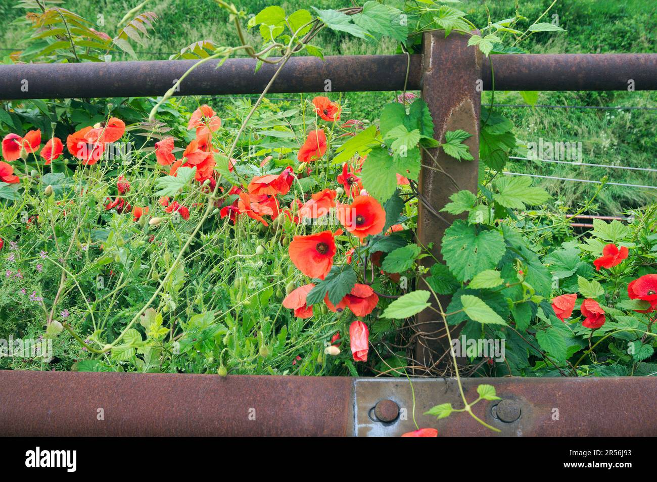 poppies blossom and rusty handrail by the roadside Stock Photo - Alamy