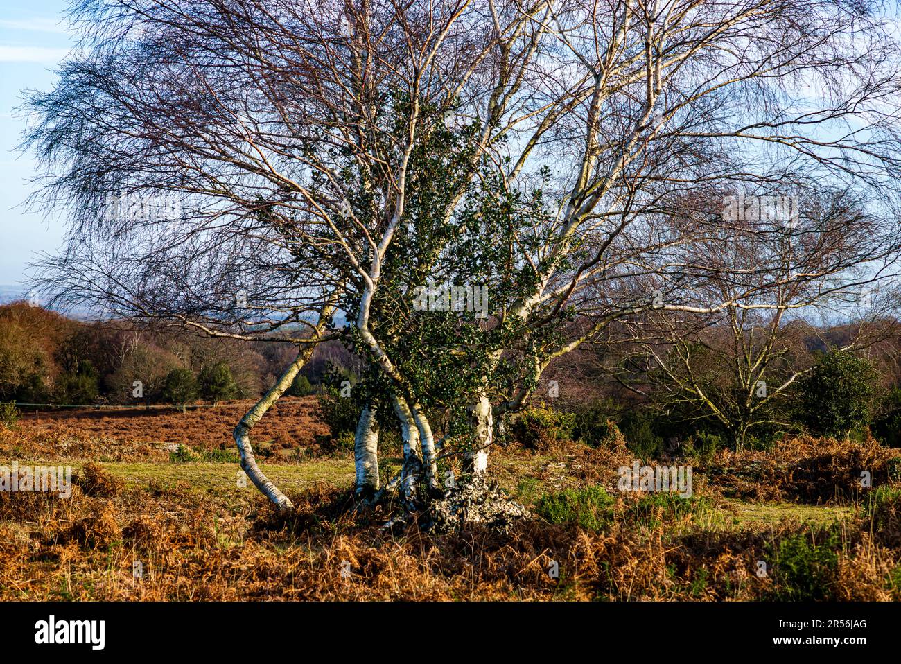 Wessex the new forest and hampshire hi-res stock photography and images ...