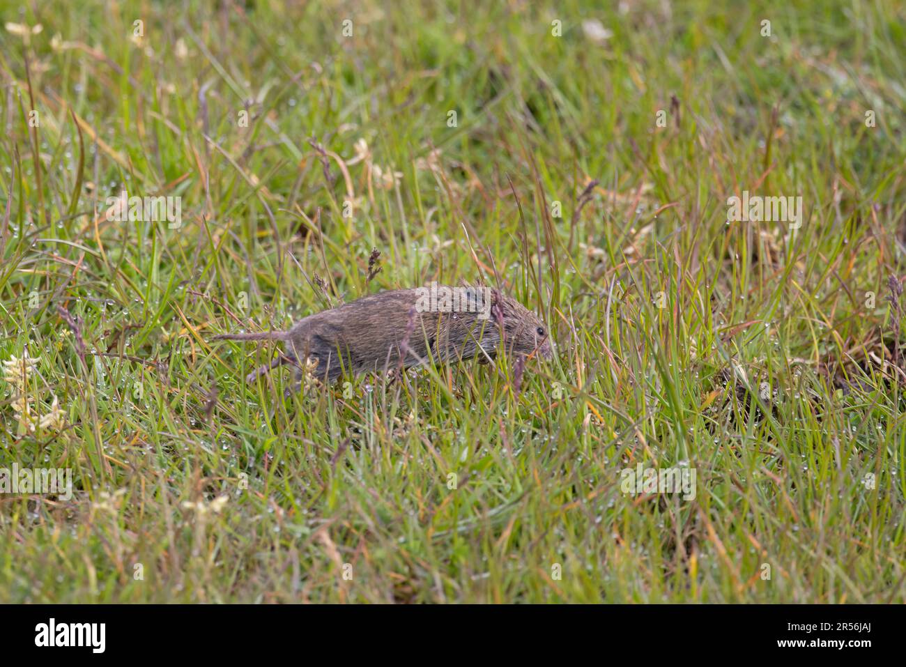 Short-tailed Field Vole (Microtus agrestis) running through grass ...