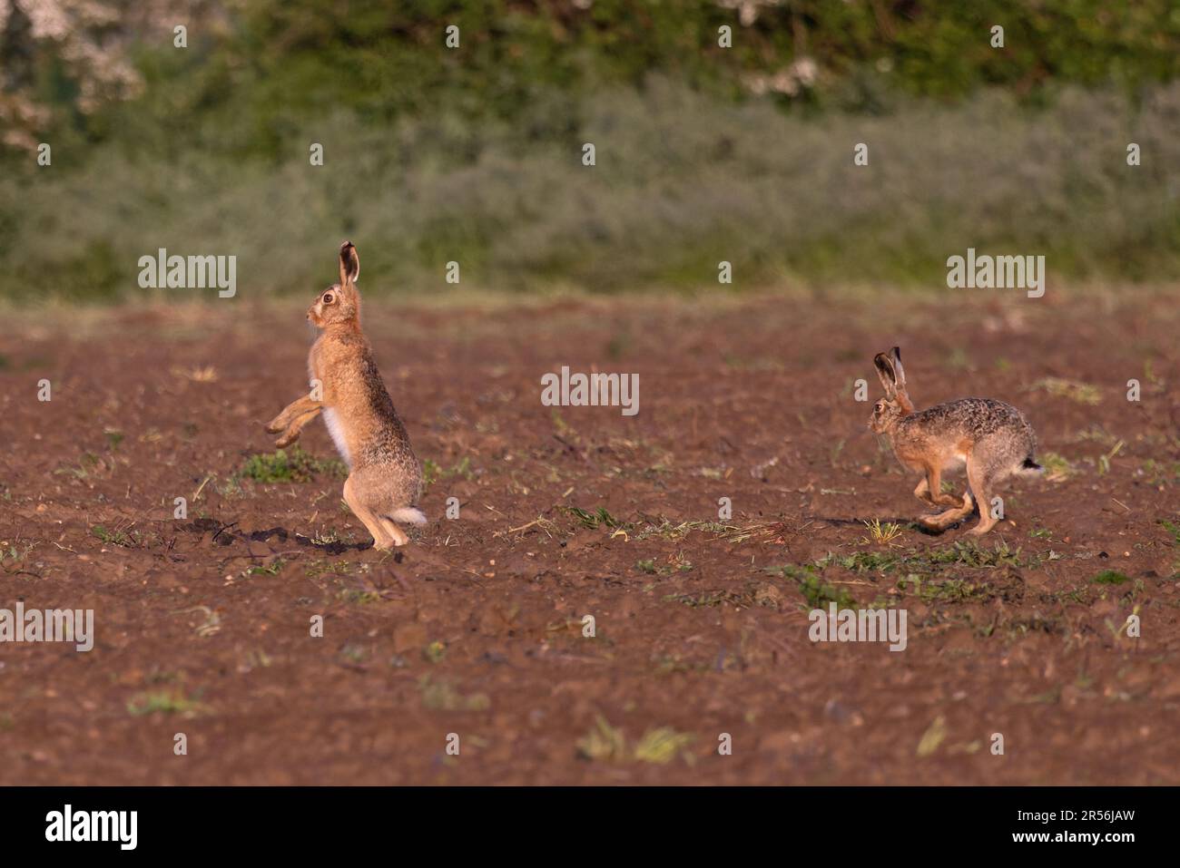 Two Brown Hare (Lepus europaeus) one up on hind legs and other running ...