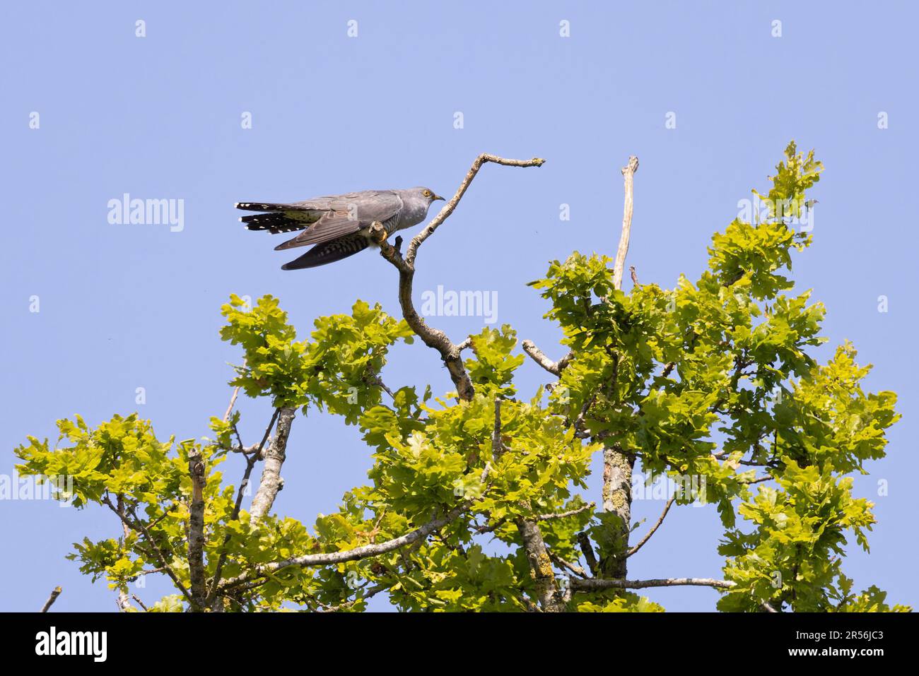 Common Cuckoo (Cuculus canorus) singing perched in English Oak (Quercus ...