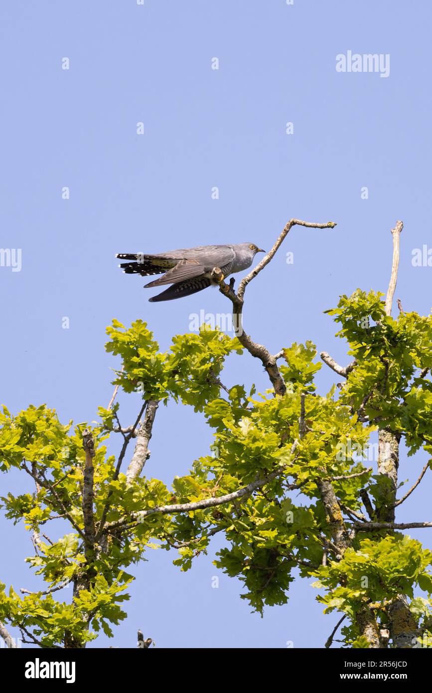 Common Cuckoo (Cuculus canorus) singing perched in English Oak (Quercus ...