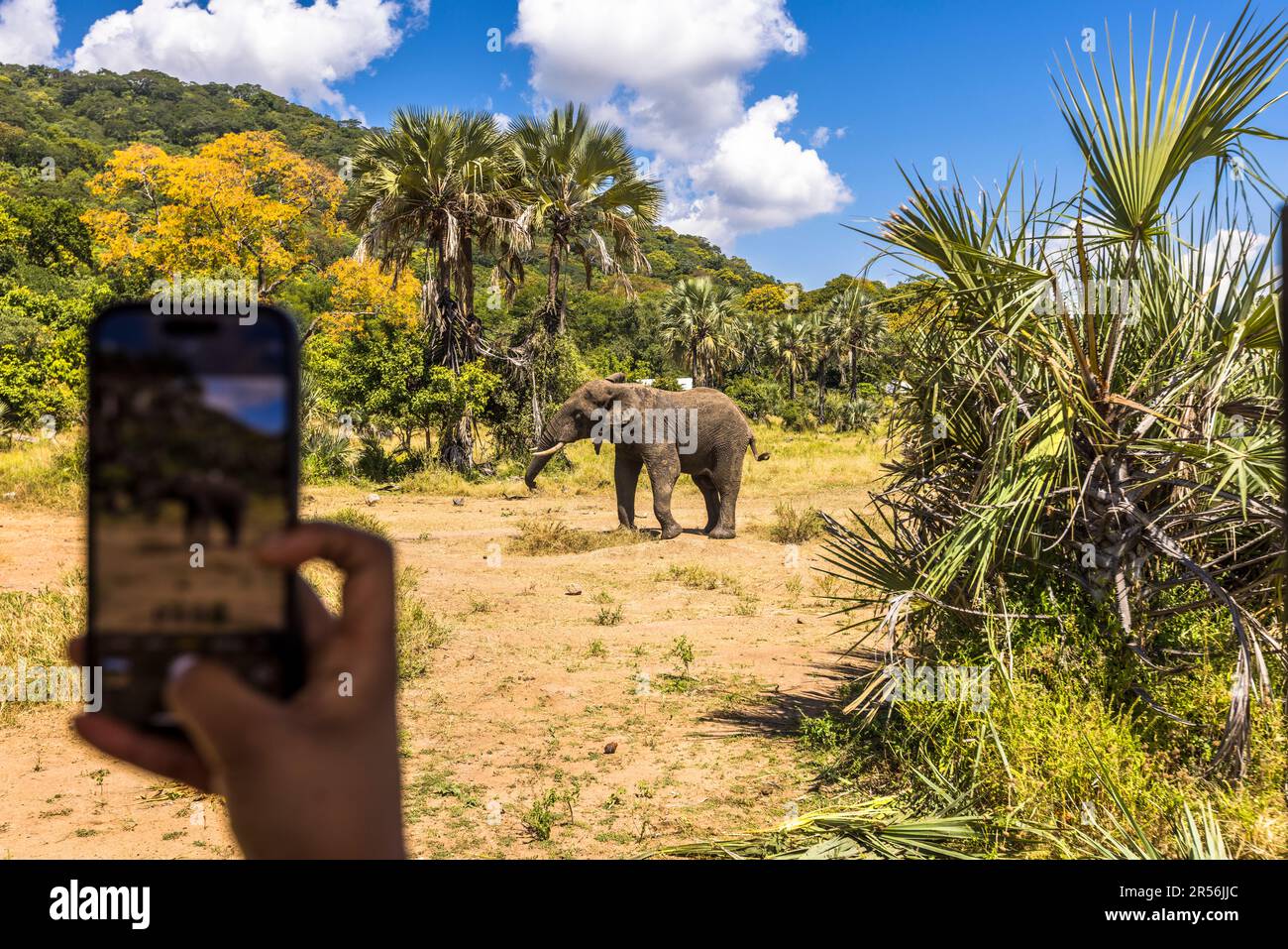 Elephants at Shire River of Malawi's Liwonde National Park. Pocket ...