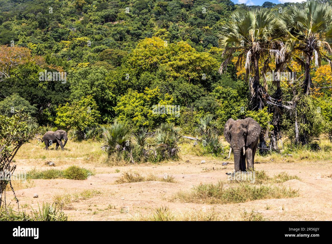 Elephants at Shire River of Malawi's Liwonde National Park Stock Photo ...