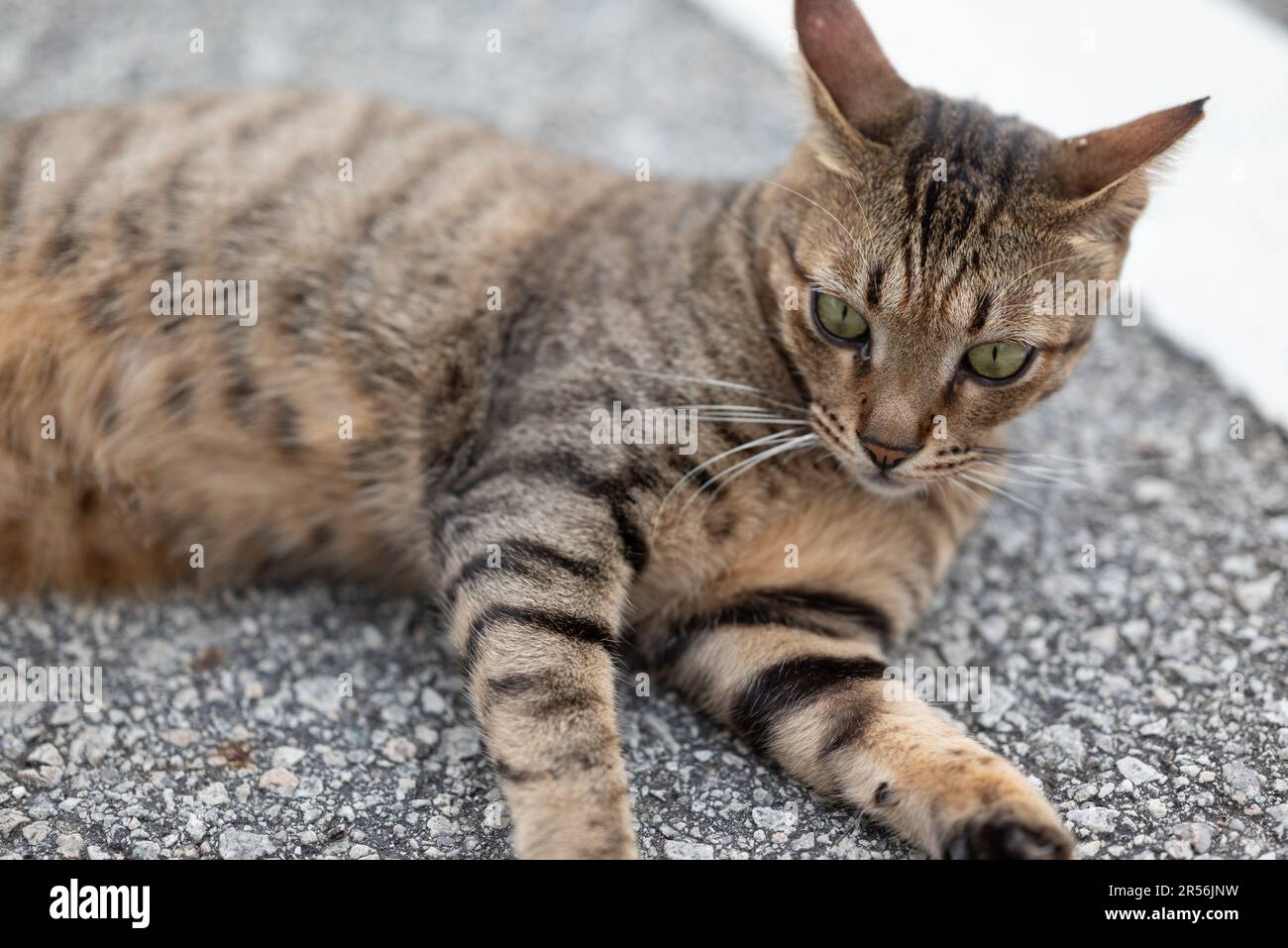 Singapore stray cats at housing area Stock Photo - Alamy