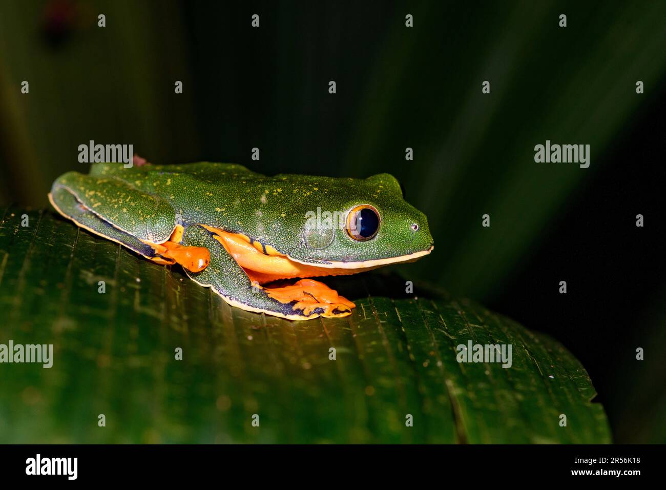 Splendid leaf frog (Cruziohyla calcarifer) from Sarapiqui, Costa Rica ...