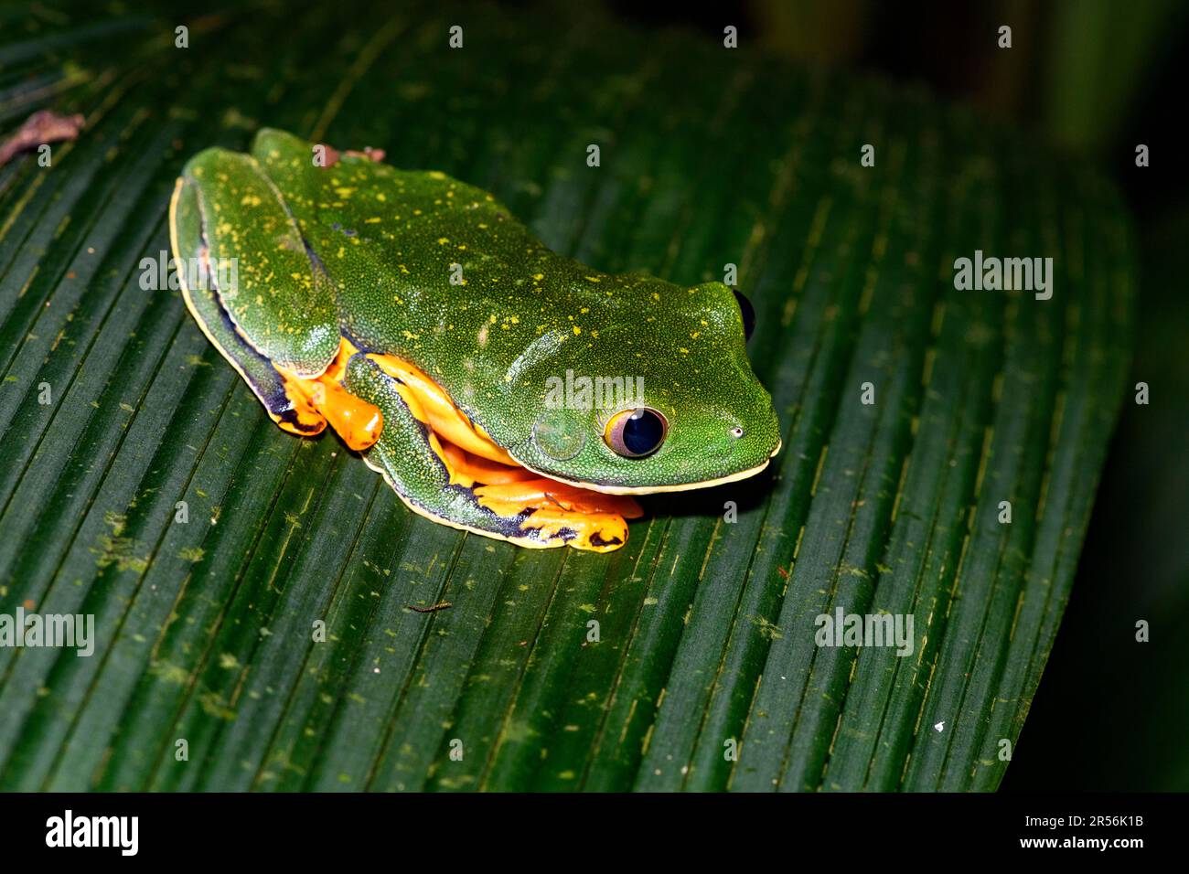 Splendid leaf frog (Cruziohyla calcarifer) from Sarapiqui, Costa Rica ...