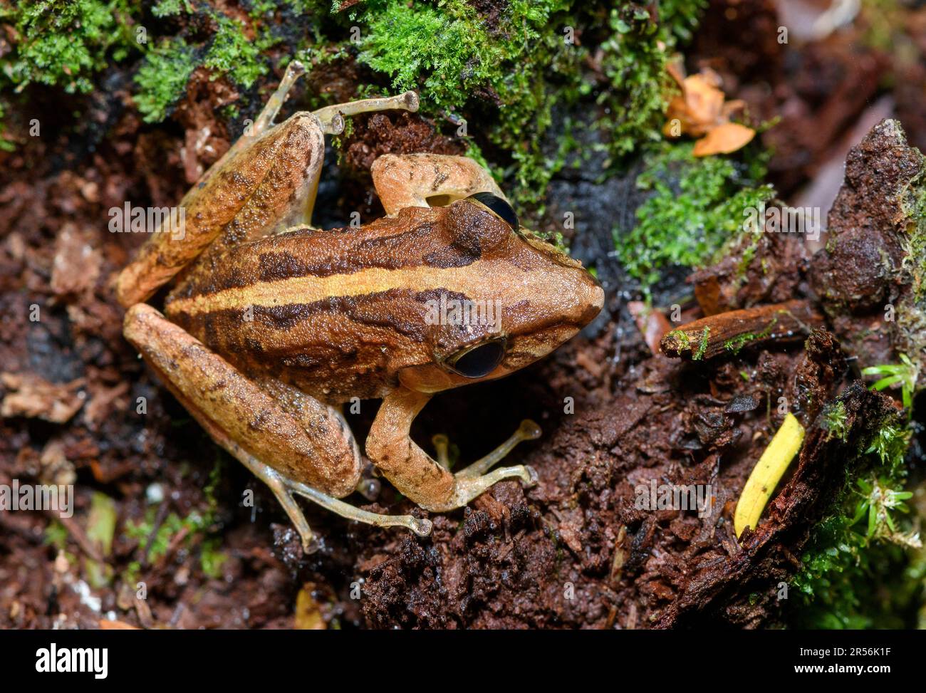 Common rain frog (Craugastor fitzingeri) from Sarapiqui, Costa Rica ...