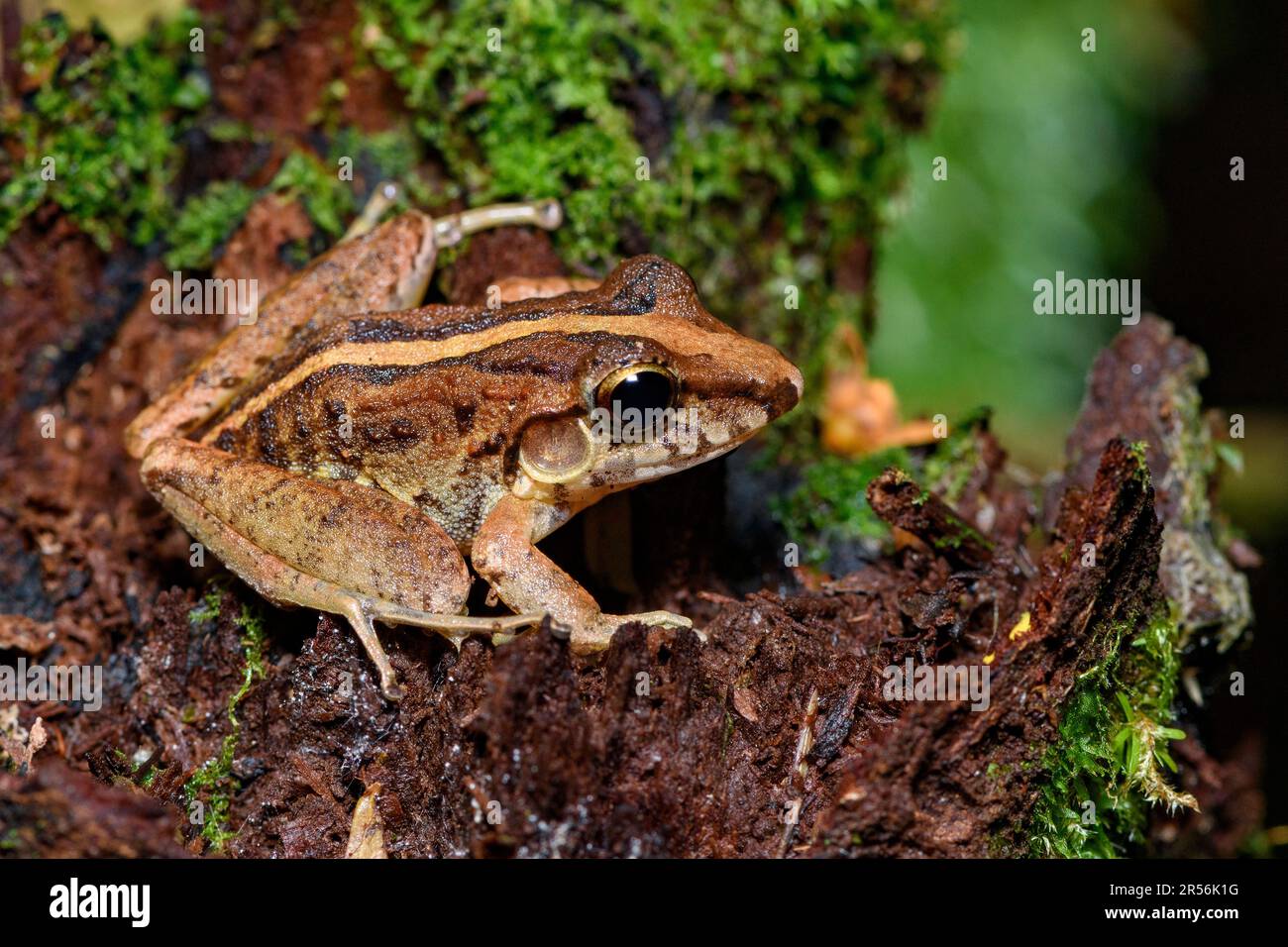 Common rain frog (Craugastor fitzingeri) from Sarapiqui, Costa Rica ...