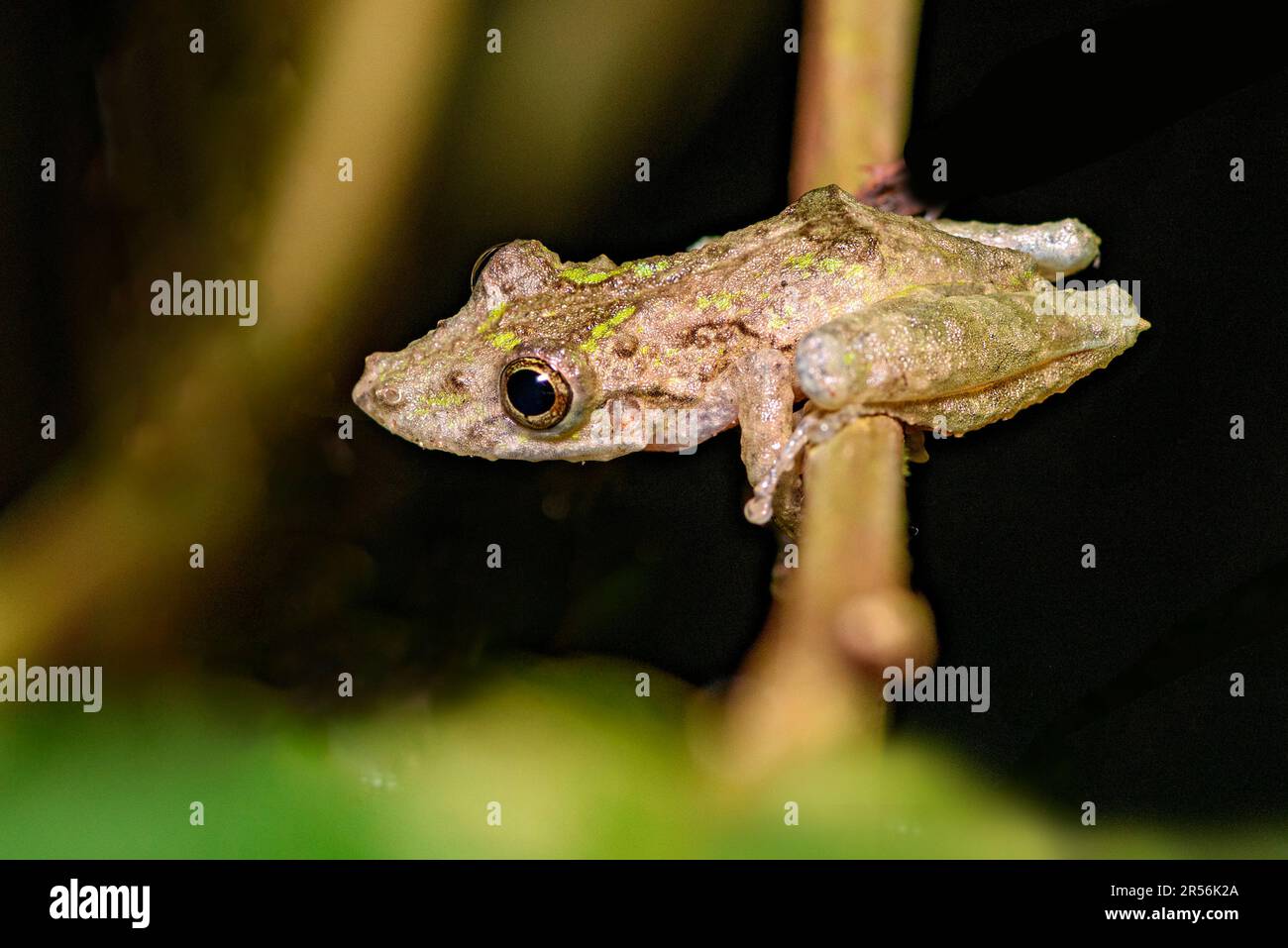 Boulenger's long-snouted tree frog (Scinax boulengeri) from Sarapiqui ...