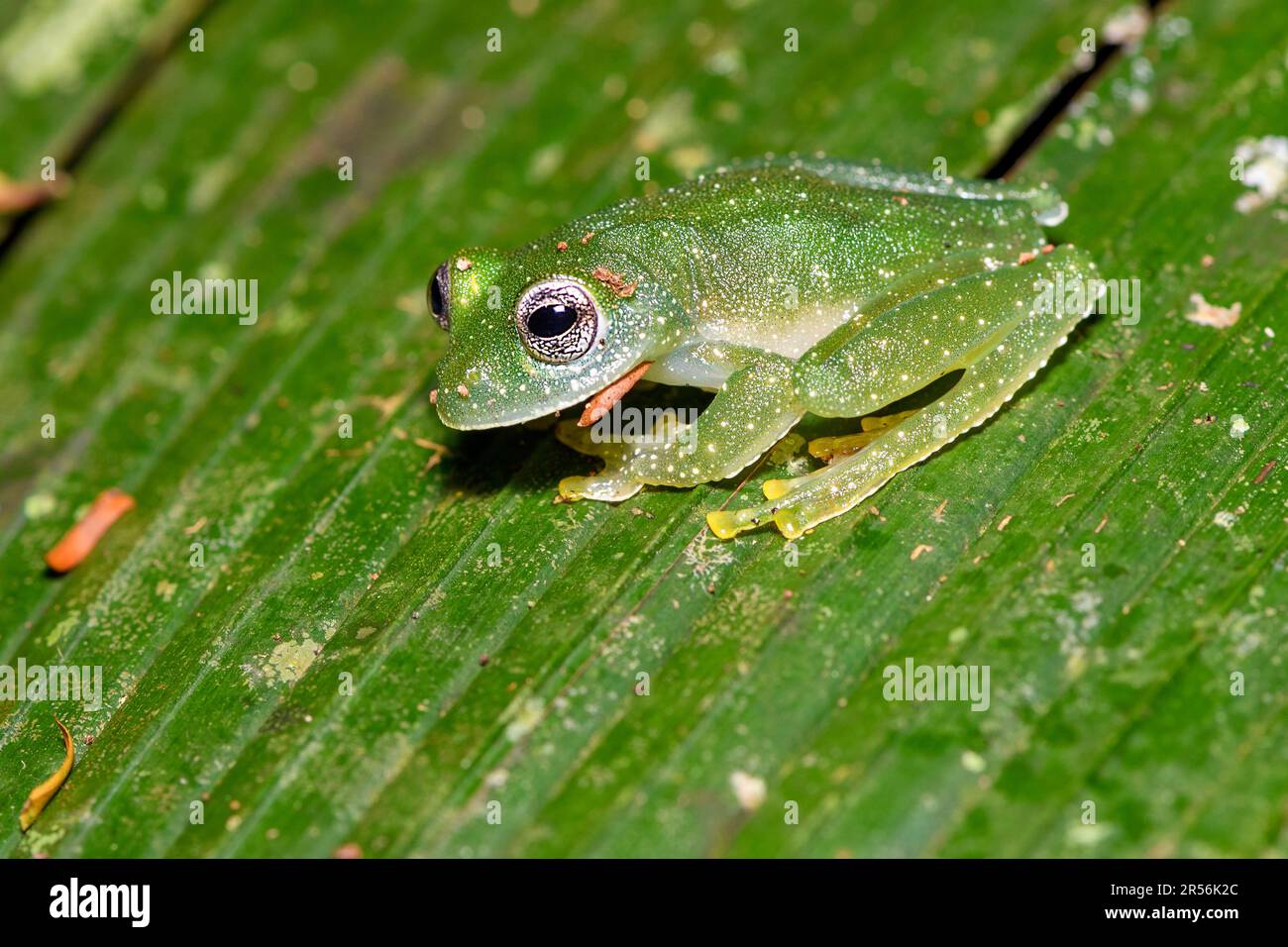 Dusty glass frog (Teratohyla pulverata) from Sarapiqui, Costa Rica ...