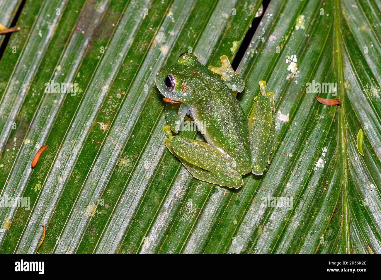 Dusty glass frog (Teratohyla pulverata) from Sarapiqui, Costa Rica ...