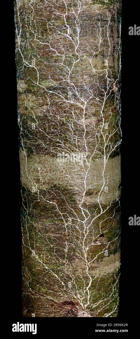 Large fungal mycelium branching on a stem in the rainforest of ...