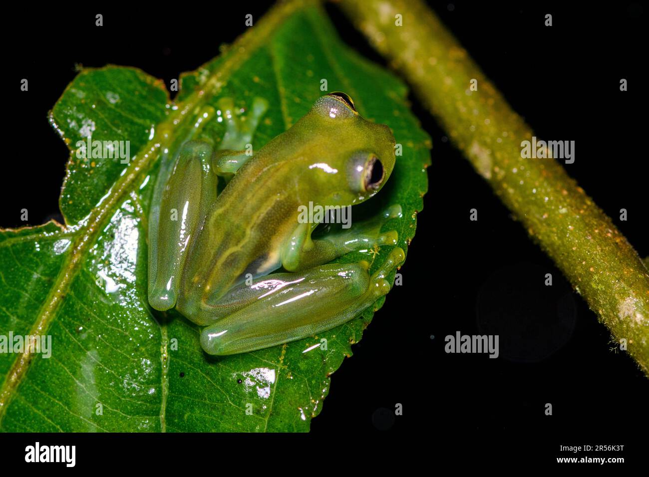 Dwarf glass frog hi-res stock photography and images - Alamy