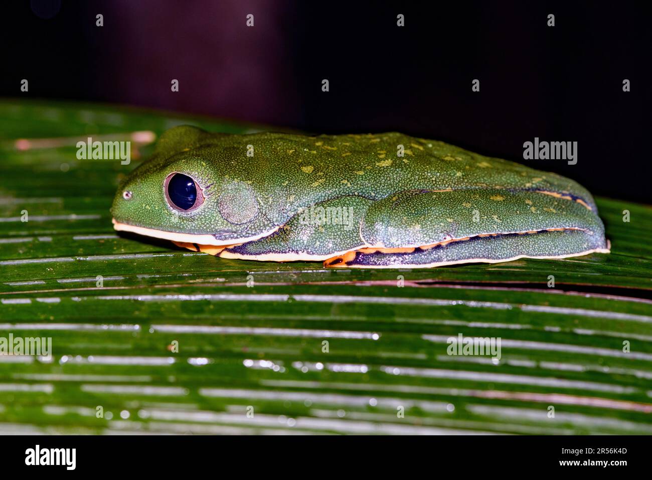 Splendid leaf frog (Cruziohyla calcarifer) from Sarapiqui, Costa Rica ...