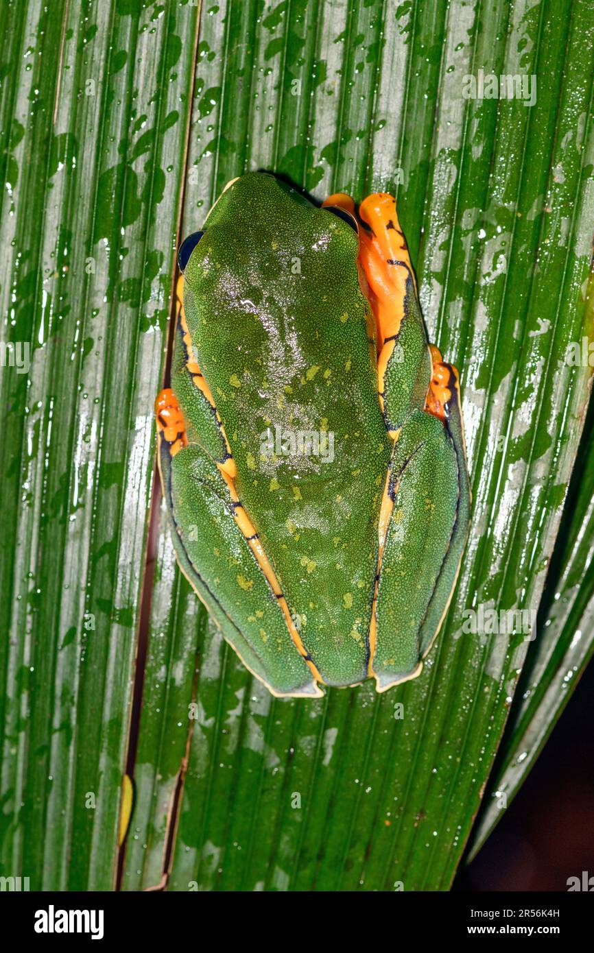 Splendid leaf frog (Cruziohyla calcarifer) from Sarapiqui, Costa Rica ...
