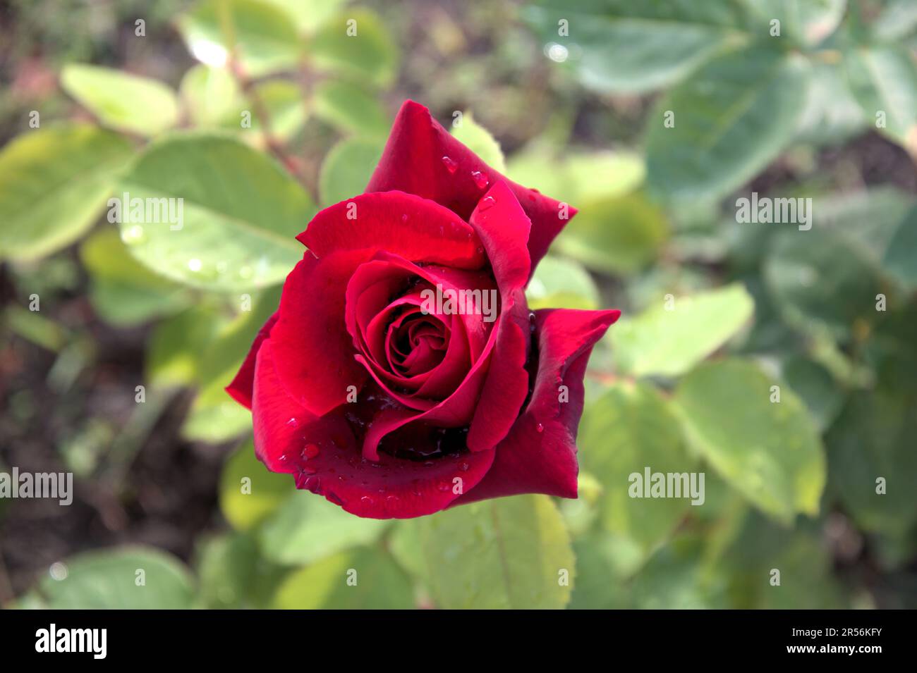 Beautiful flower red rose green leaves beautiful nature macro view ...