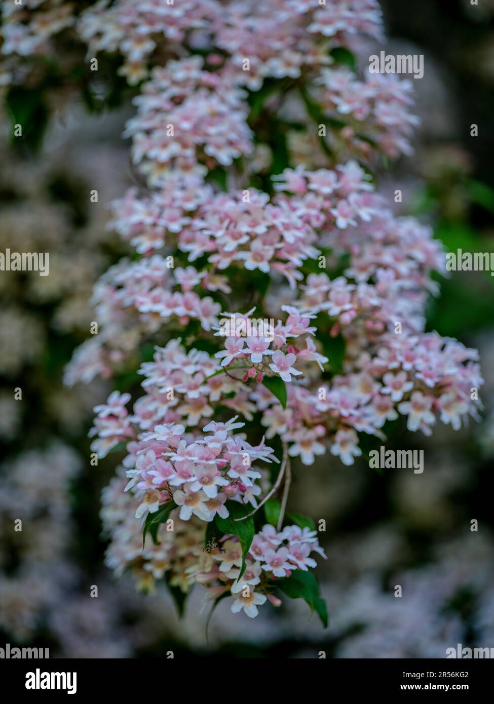 Beauty Bush flowers amabilis blossom Stock Photo - Alamy