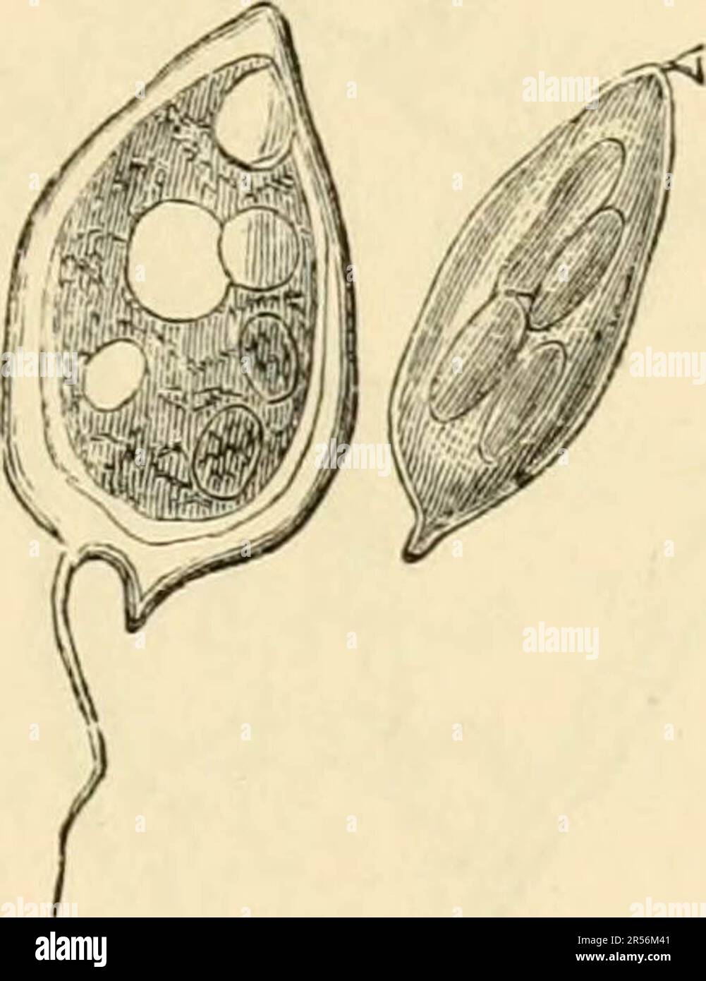 "Phosphorescence; or, The emission of light by minerals, plants, and ...