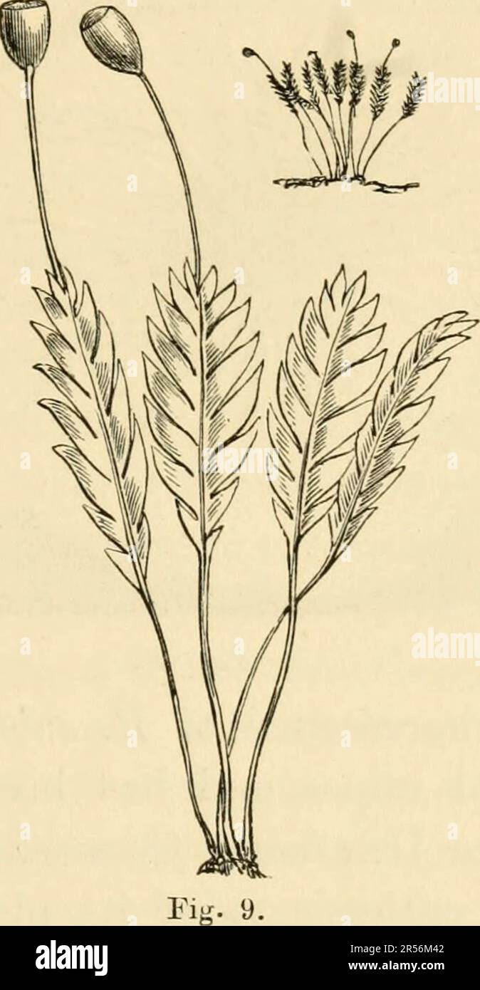 Phosphorescence light hi-res stock photography and images - Alamy