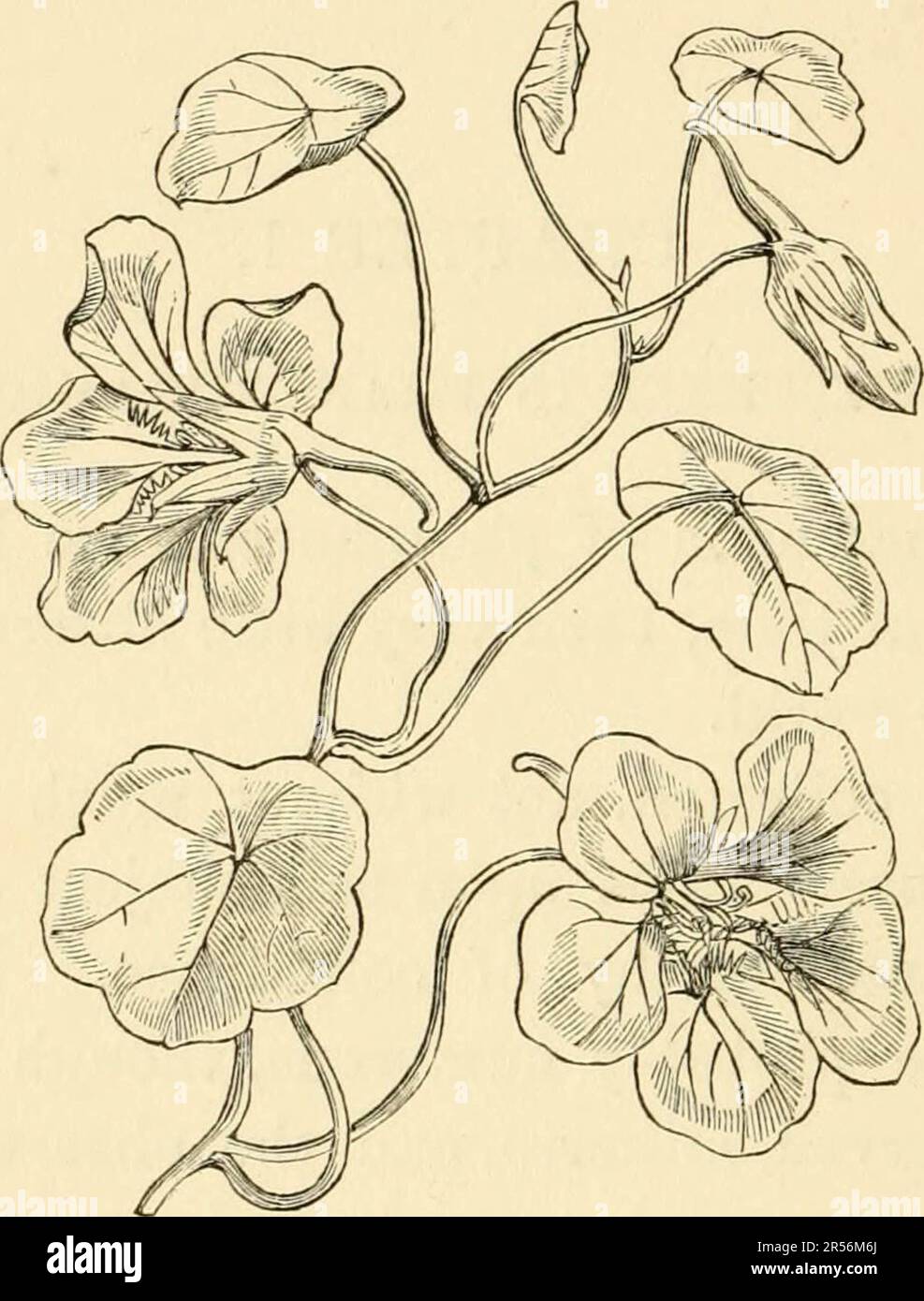 "Phosphorescence; or, The emission of light by minerals, plants, and ...