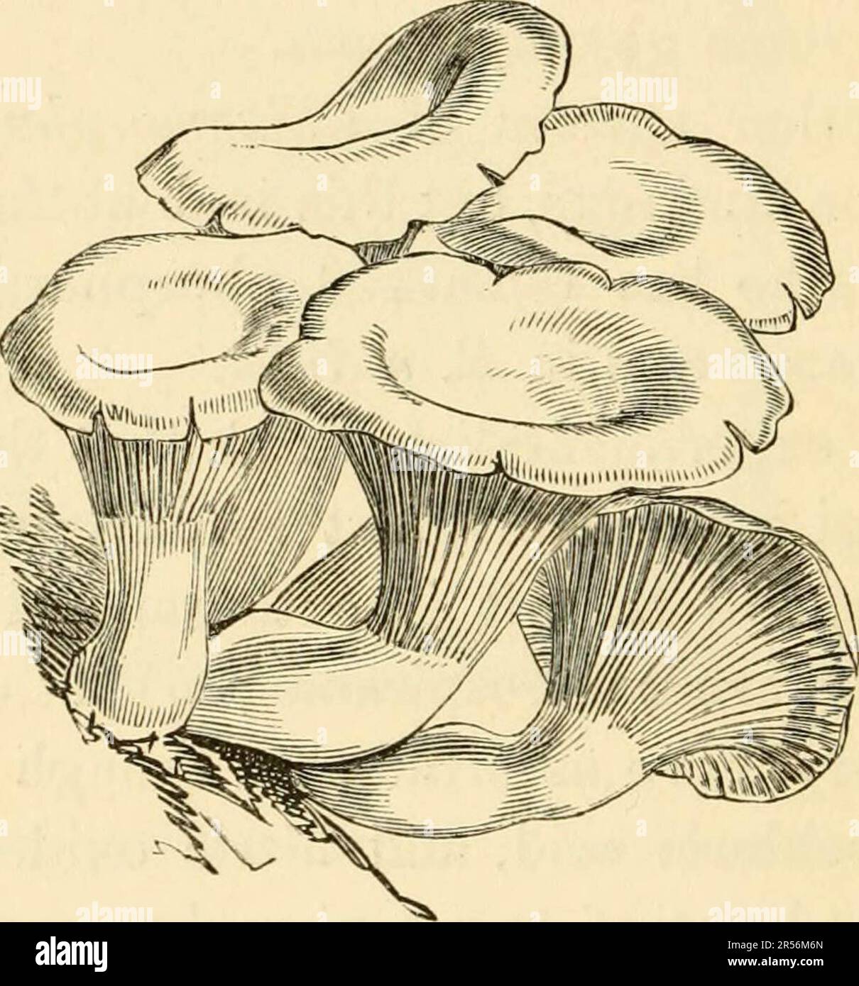 "Phosphorescence; or, The emission of light by minerals, plants, and ...