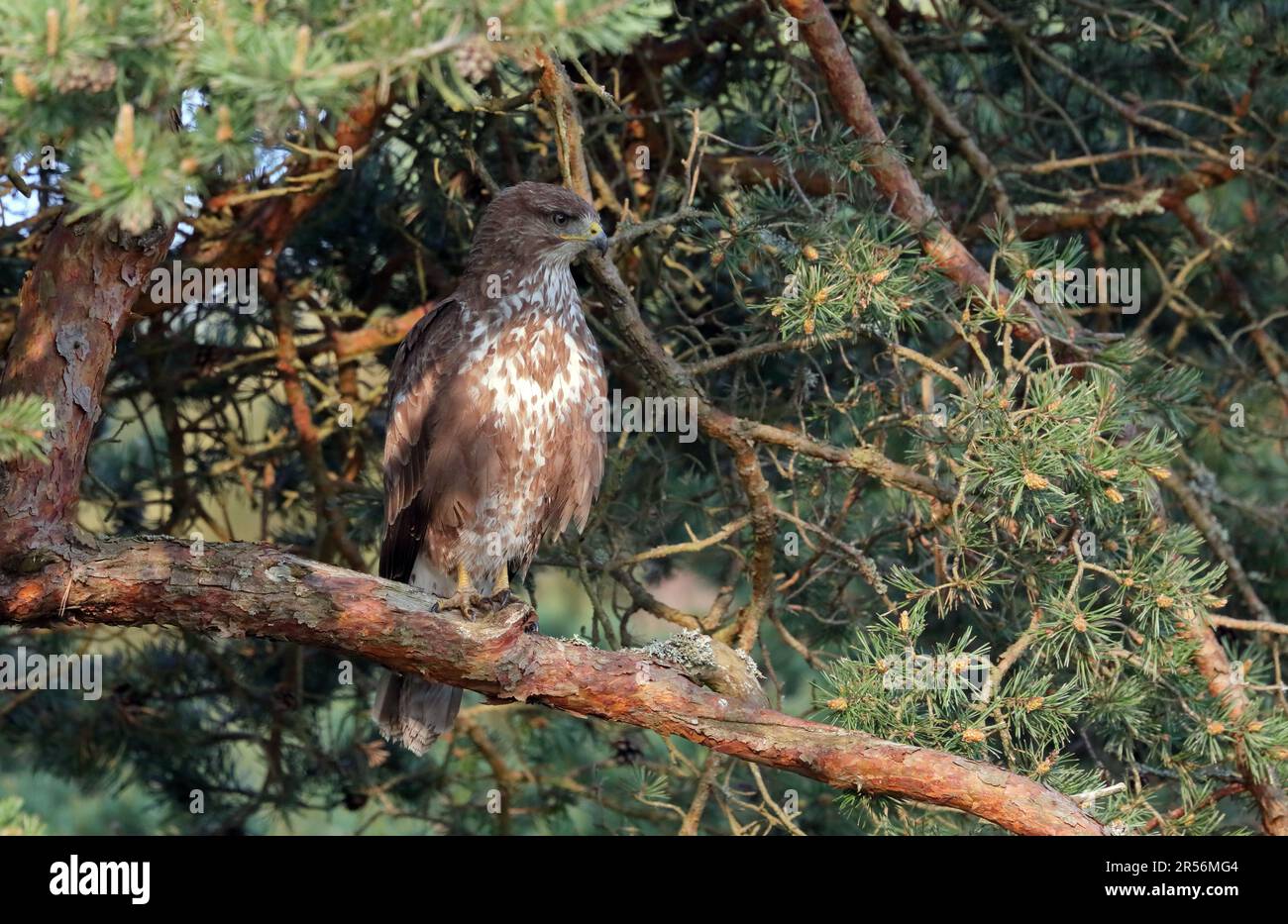 Buzzard tree hi-res stock photography and images - Alamy