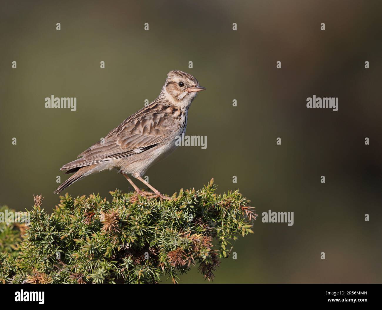 Woodlark, sitting in Juniper tree Stock Photo - Alamy