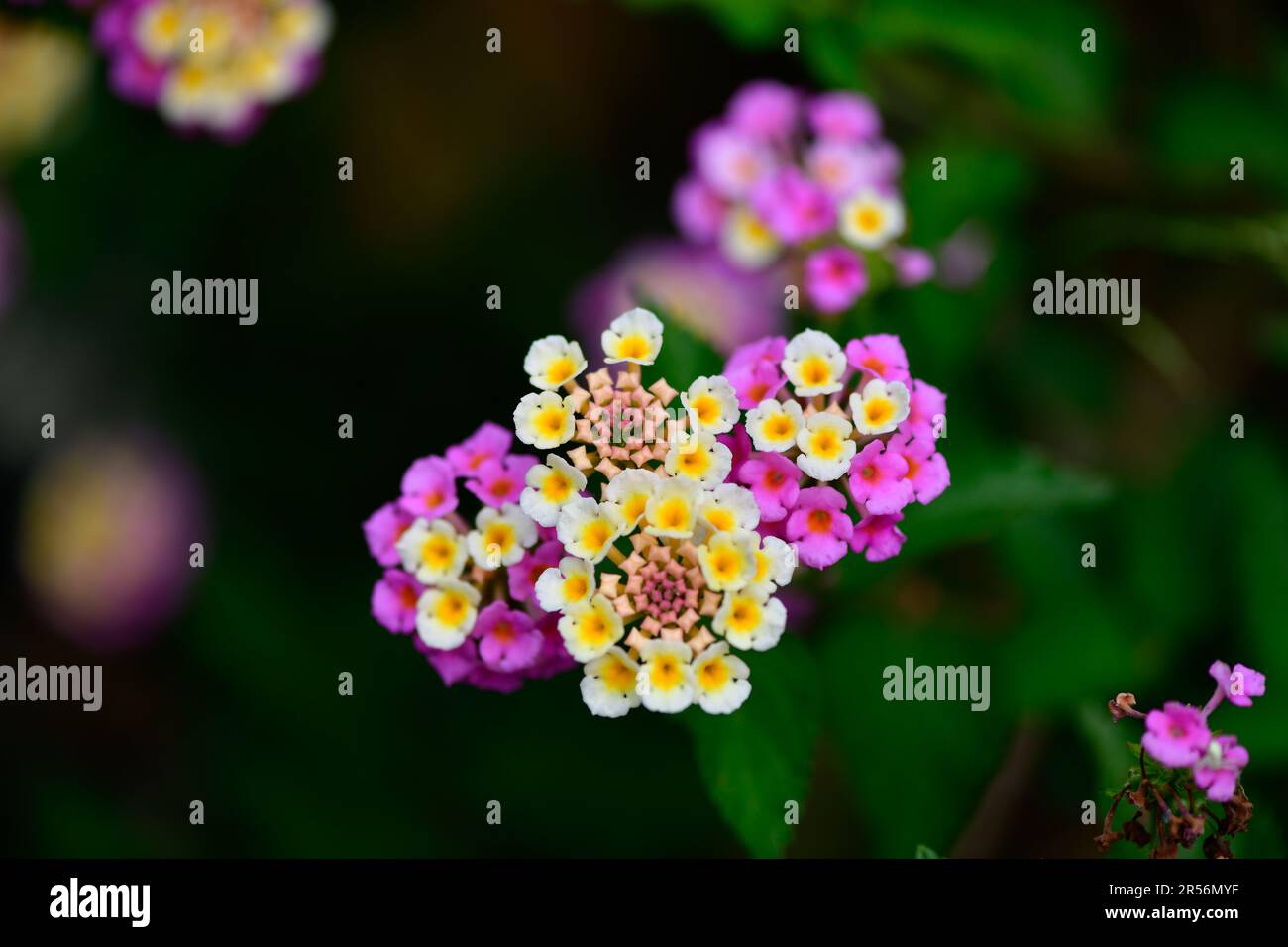 magnifique fleurs au printemps dans un jardin fleuries Stock Photo - Alamy