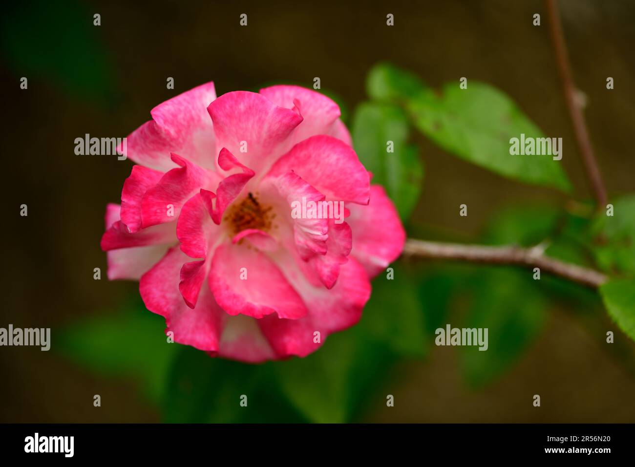 magnifique fleurs au printemps dans un jardin fleuries Stock Photo - Alamy