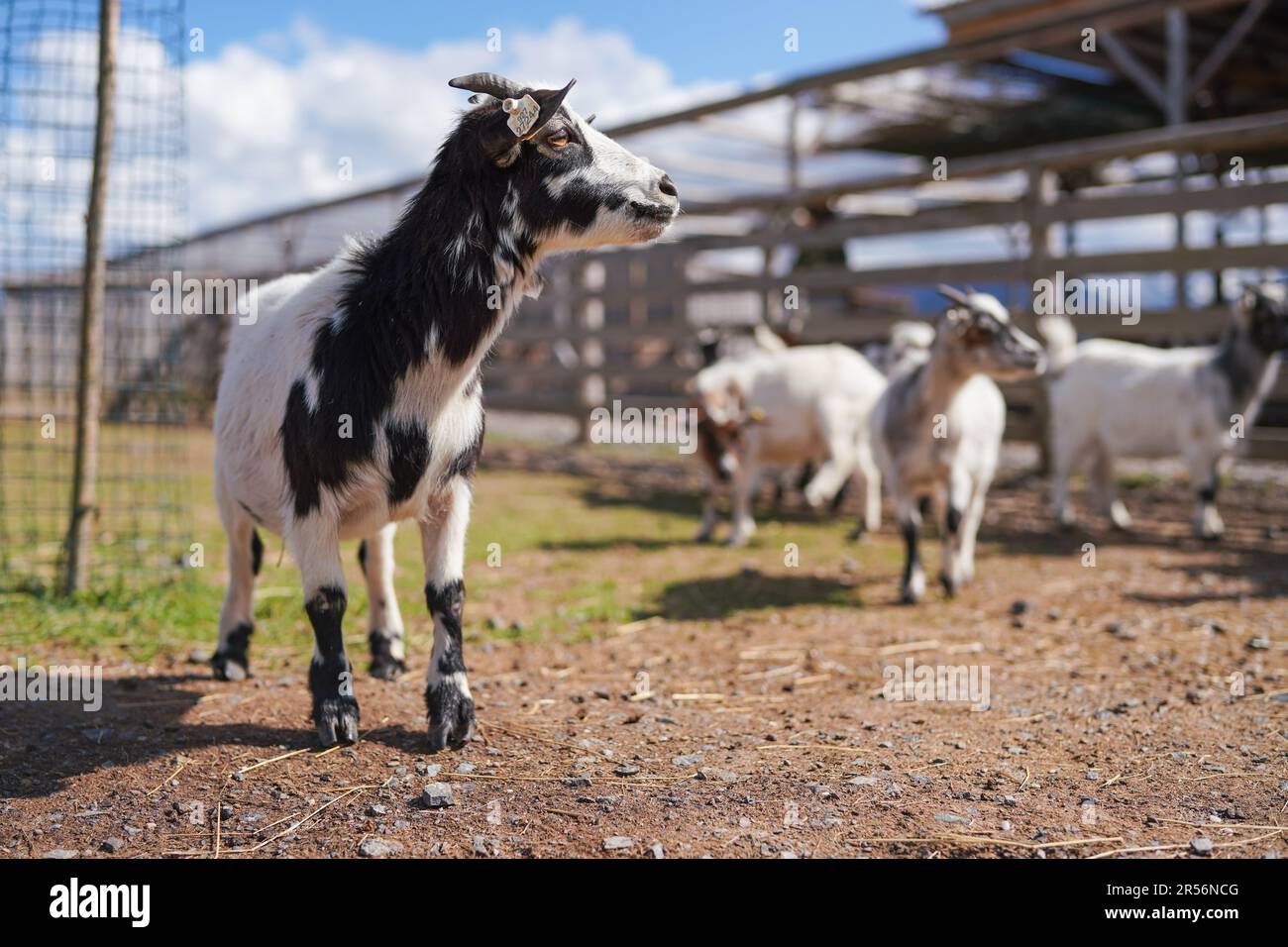 Group of small white and black american pygmy Cameroon goat closeup ...