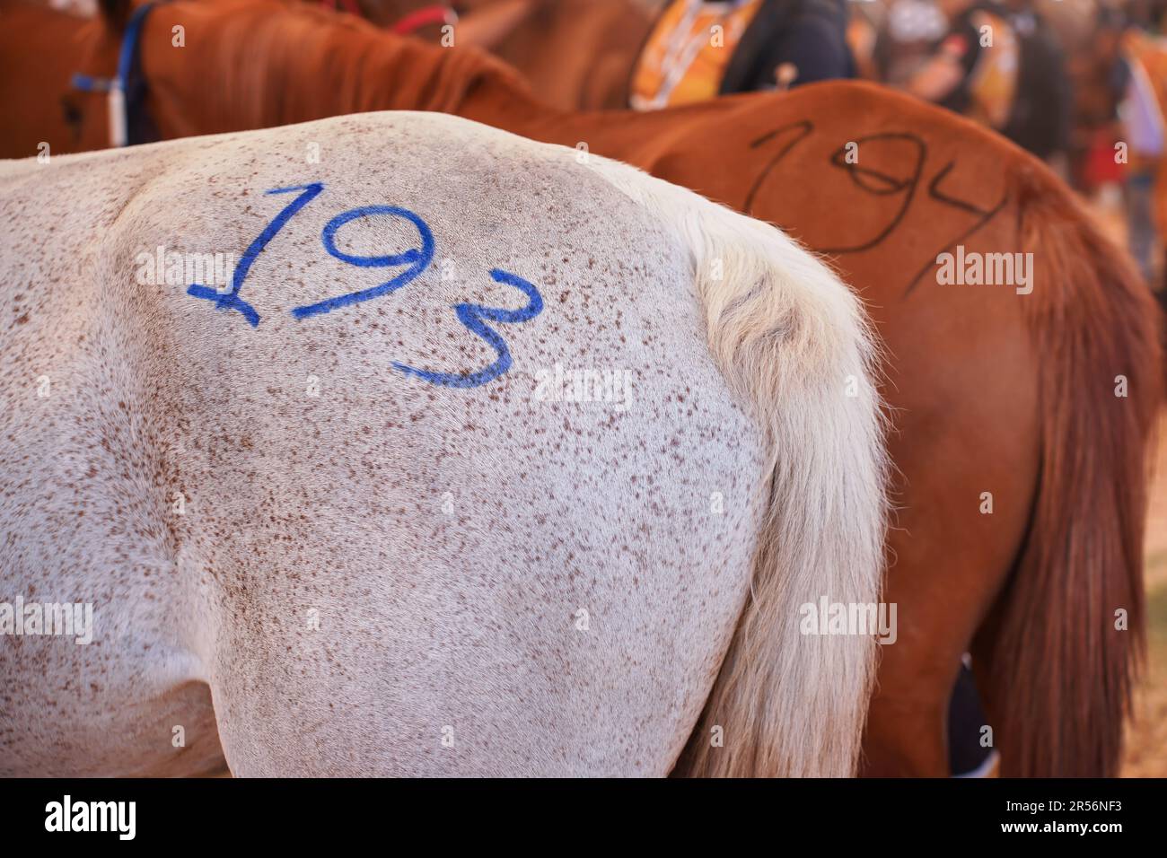 Horses horses races detail hi-res stock photography and images - Alamy