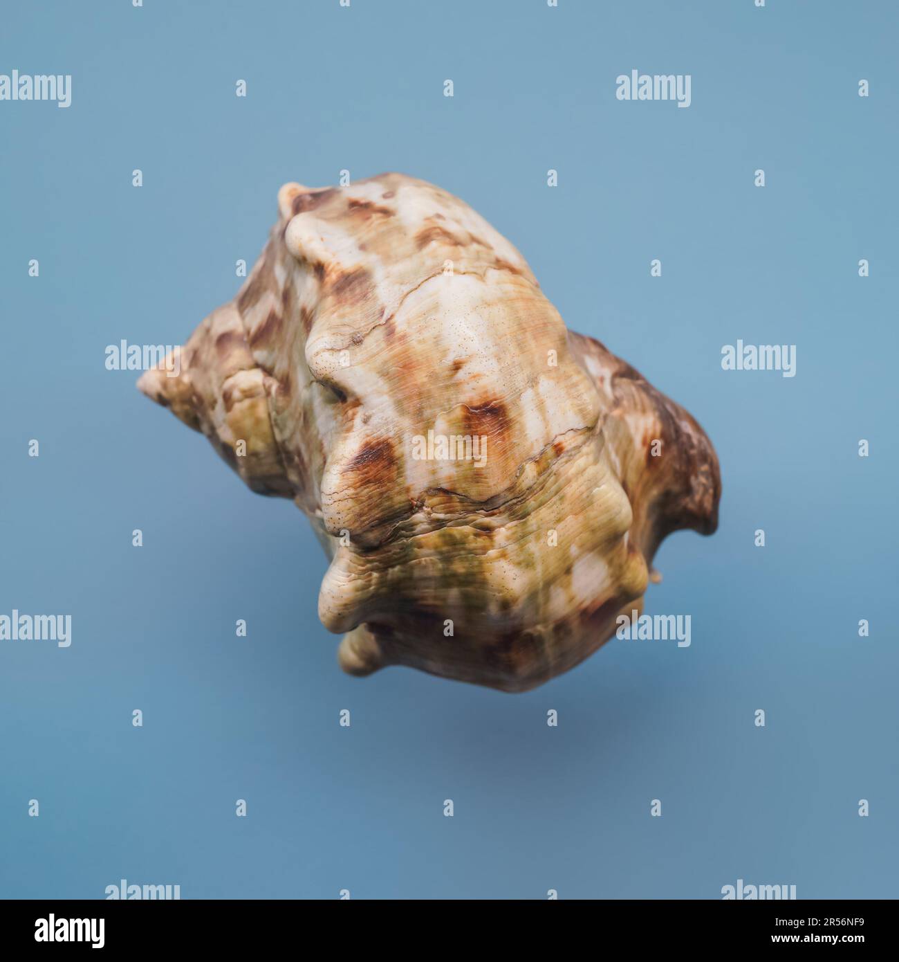 Small seashell conch, blue background, closeup detail Stock Photo - Alamy