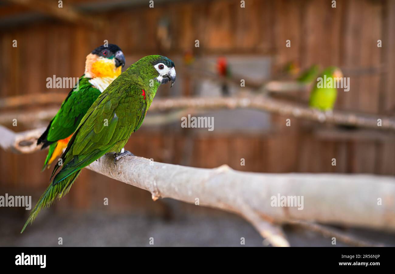 Green Red-shouldered macaw parrot, another bird behind, closeup detail ...