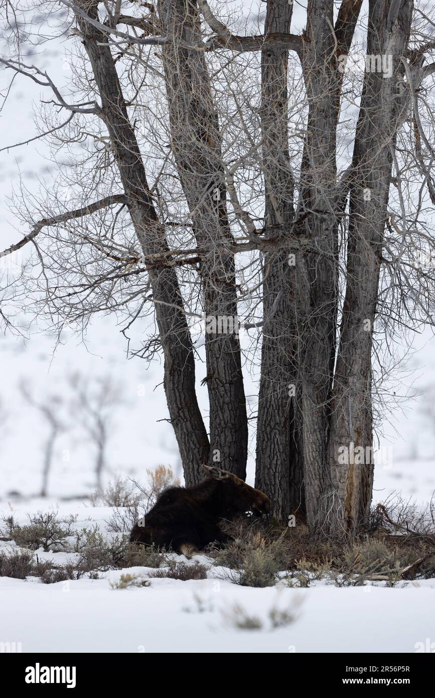 A bull moose resting below a cluster of cottonwood trees in melting ...