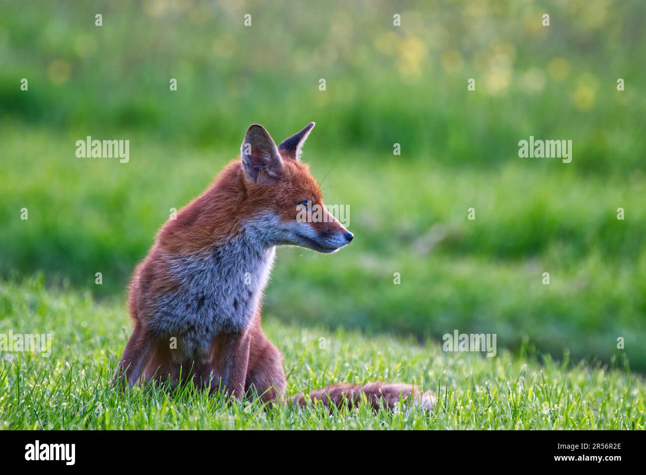 Red fox stance hi-res stock photography and images - Alamy