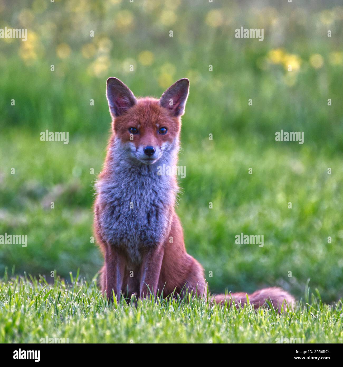 Detailed shots of red foxes hi-res stock photography and images - Alamy