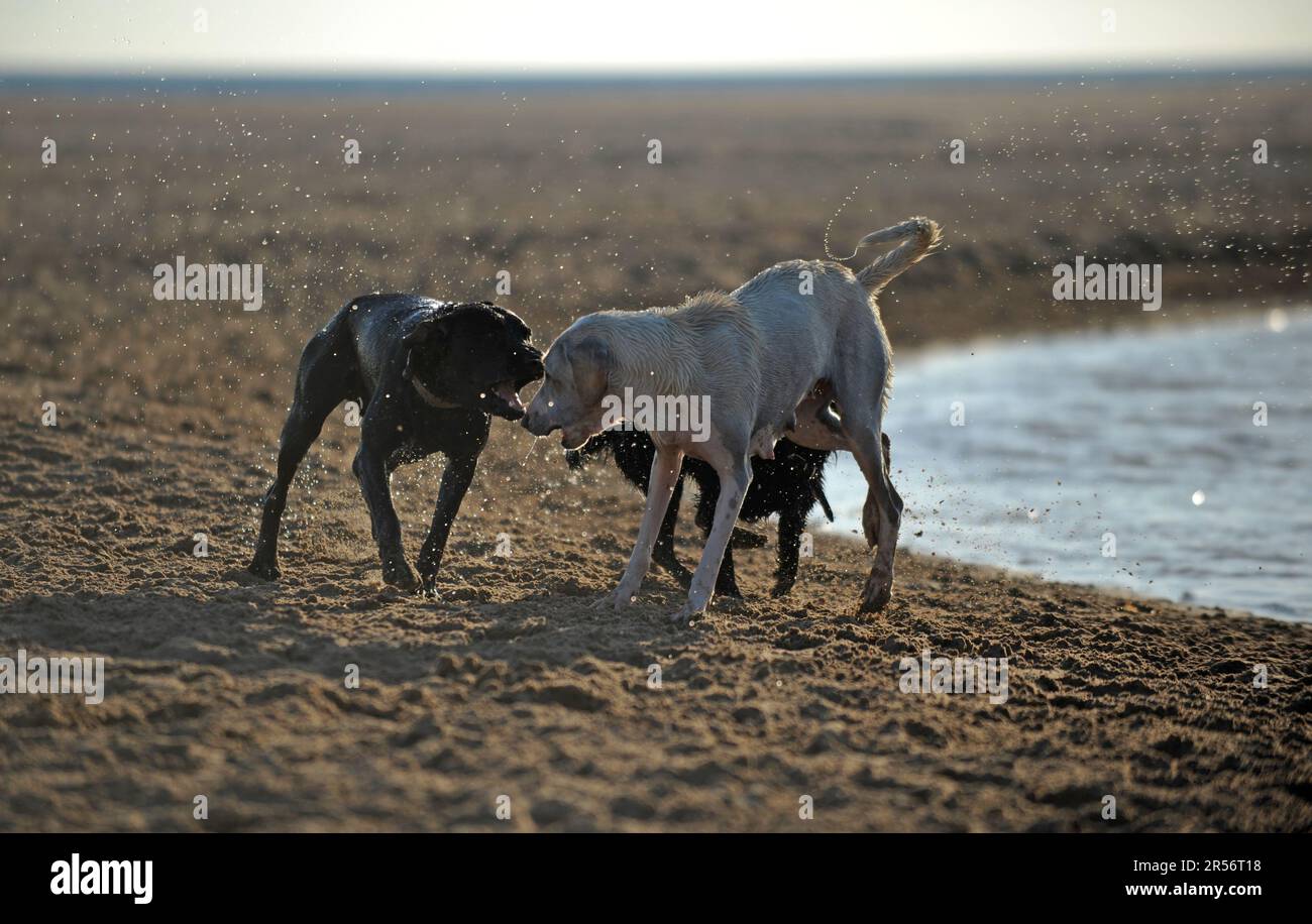 Three labrador retriever dogs playing together at the beach on a sunny ...